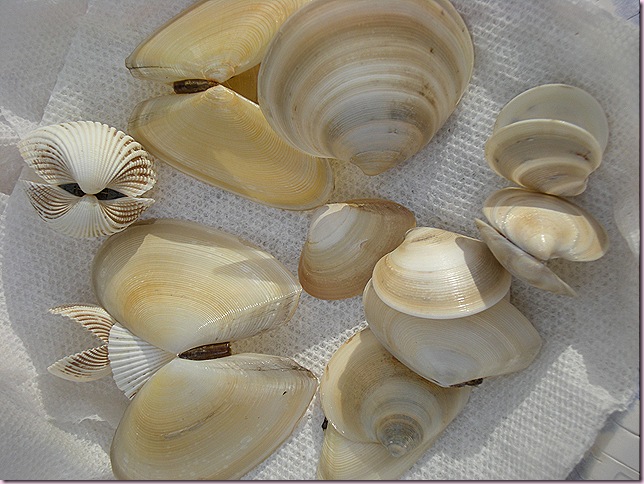 " Welcome to Lavender Dreams ": Decorating with Shells